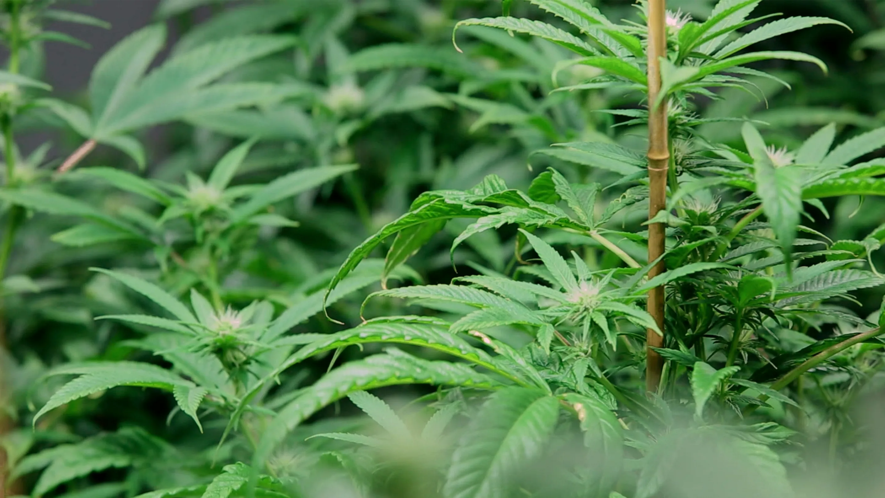 Watch Drugs, Inc. | Full episodes | Disney+