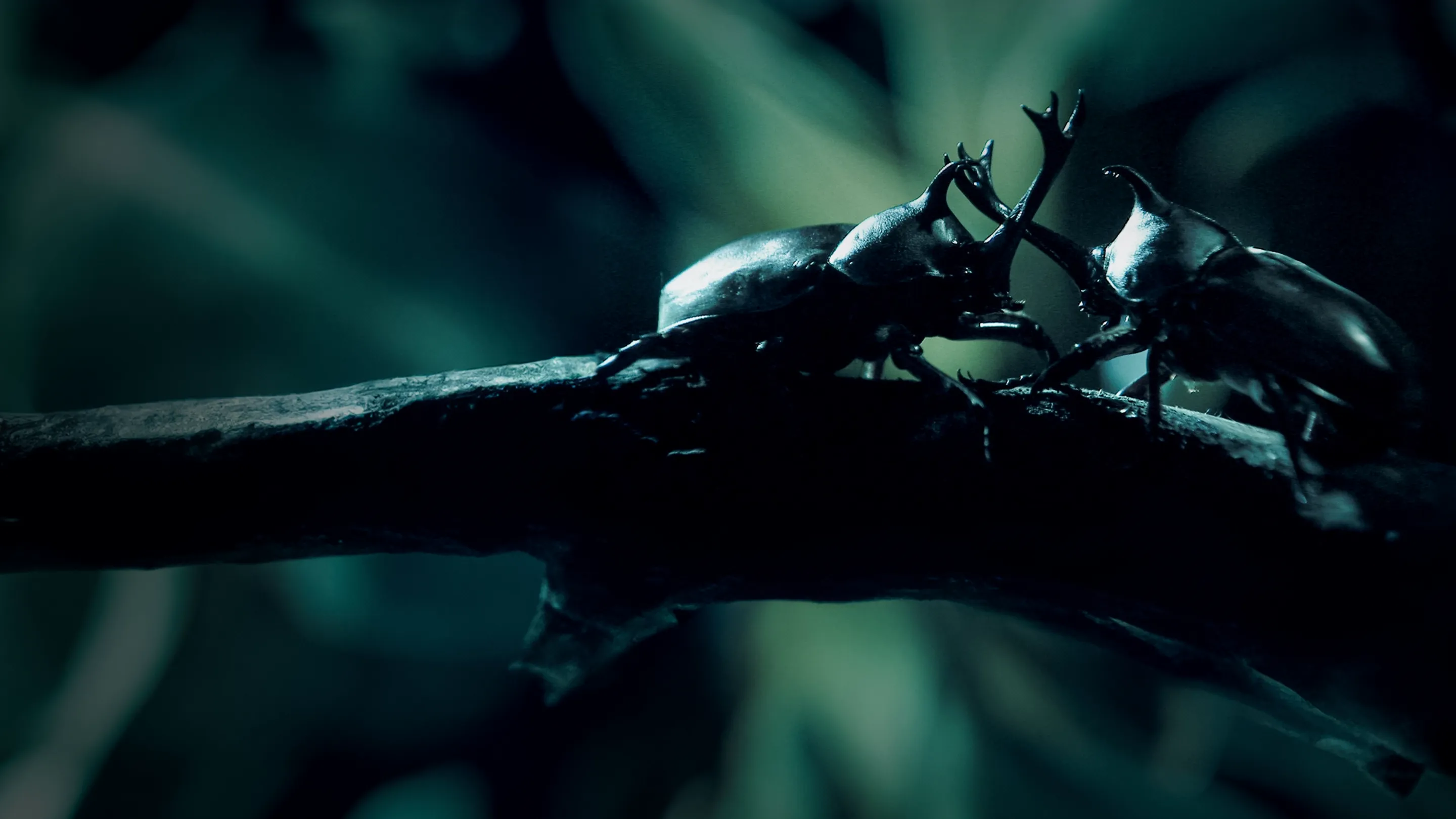 Regarder Little Matters: Insects | Épisodes complets | Disney+