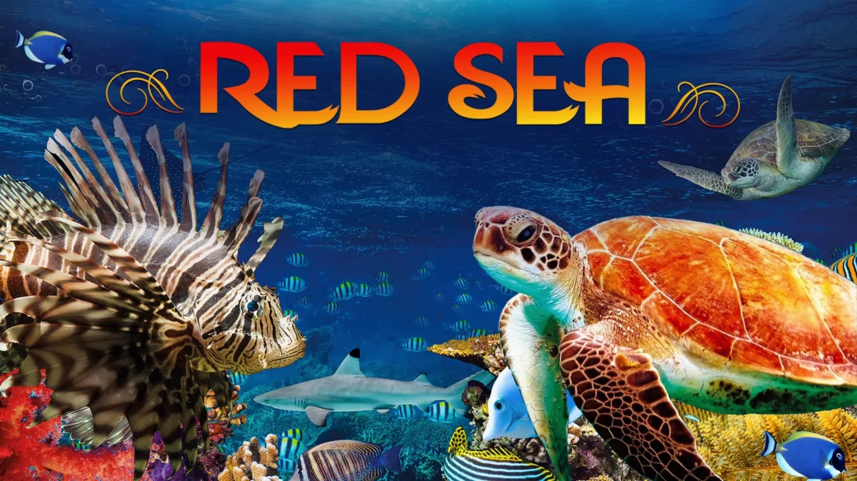 Watch Red Sea | Disney+