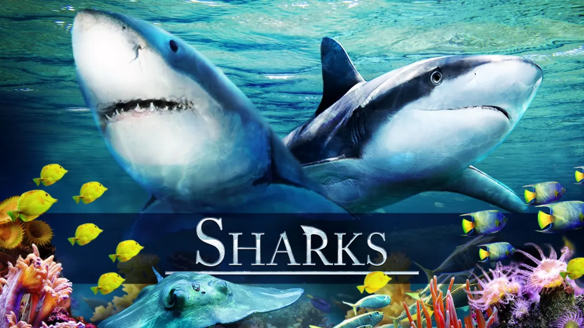 Watch Sharks | Disney+