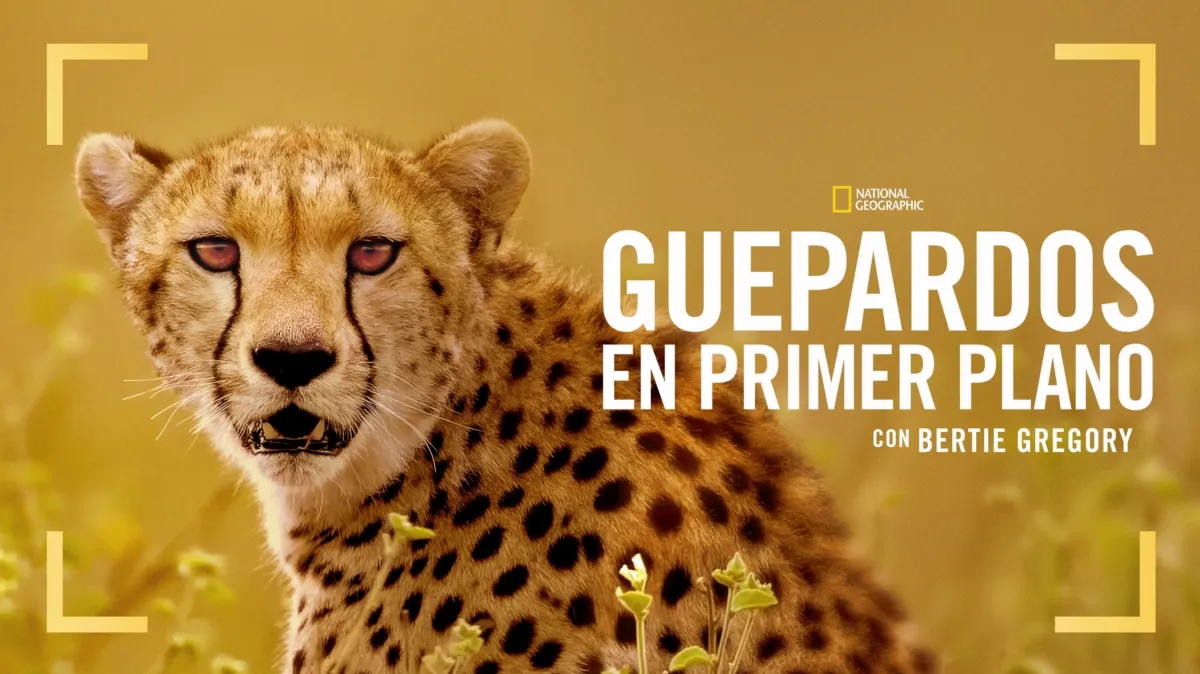 Ver Guepardos en primer plano con Bertie Gregory | Disney+