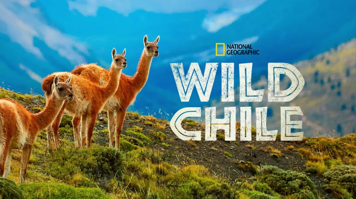 Watch Wild Chile | Full Episodes | Disney+