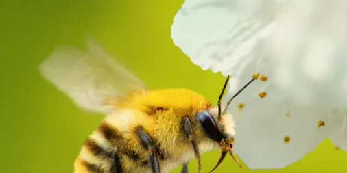 Watch Secrets of the Bees | Full Episodes | Disney+