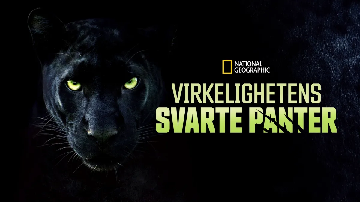 Se Virkelighetens svarte panter | Disney+
