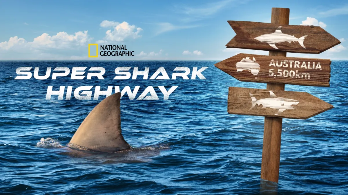 Watch Super Shark Highway | Disney+