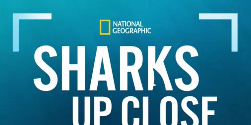 Watch Sharks Up Close with Bertie Gregory | Disney+
