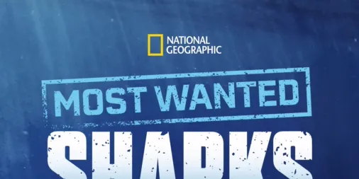 Watch Most Wanted Sharks | Disney+
