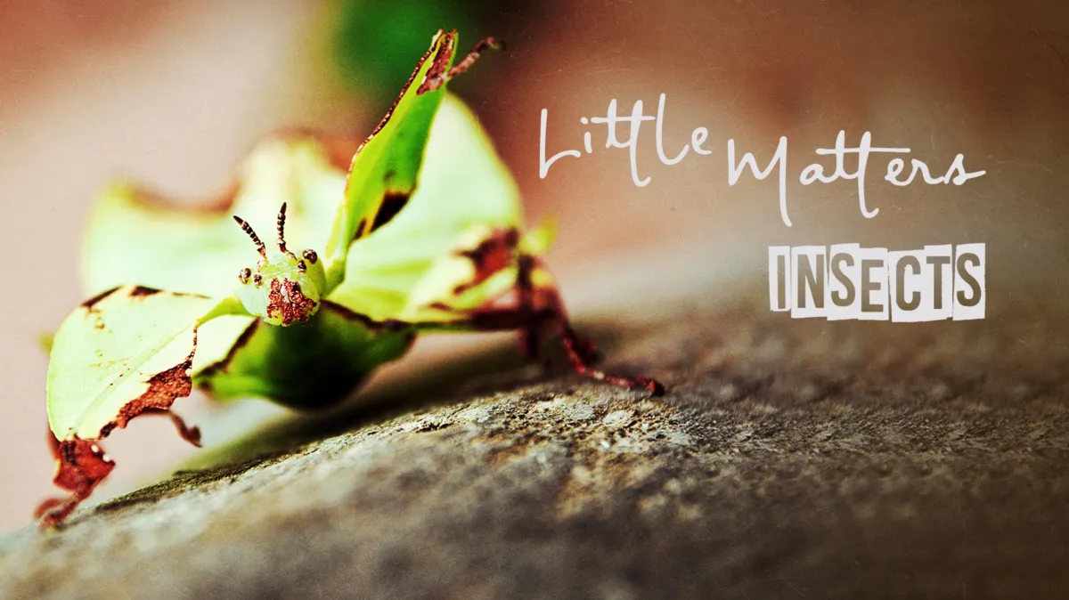 Watch Little Matters: Insects | Disney+