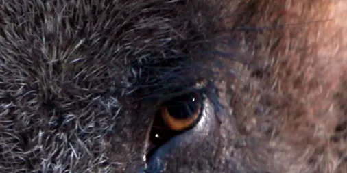 Watch Wild Boar: The Comeback | Disney+