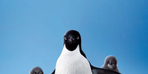 Watch Penguins | Disney+