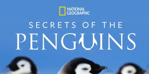 Watch Secrets of the Penguins | Disney+