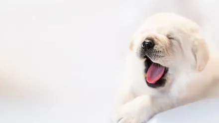 Watch Little Q | Disney+