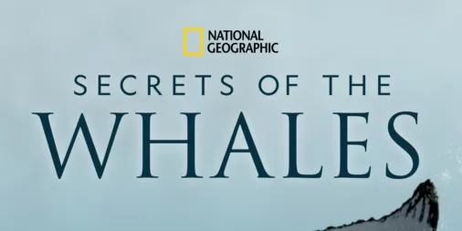 Watch Secrets of the Whales | Full episodes | Disney+