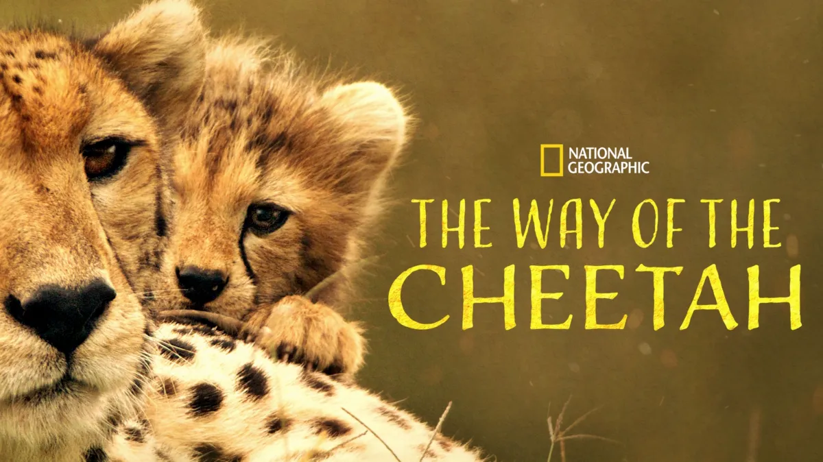 Watch The Way of the Cheetah | Disney+