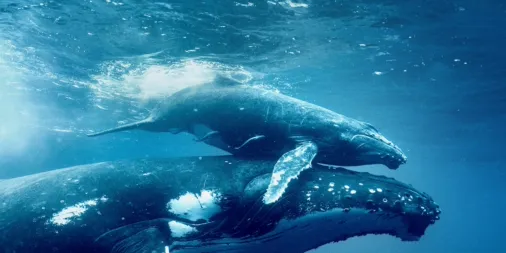 Regarder David Attenborough : L'Appel de l'Océan | Disney+