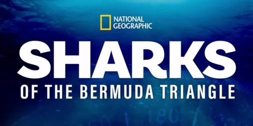 Watch Sharks Of The Bermuda Triangle | Disney+