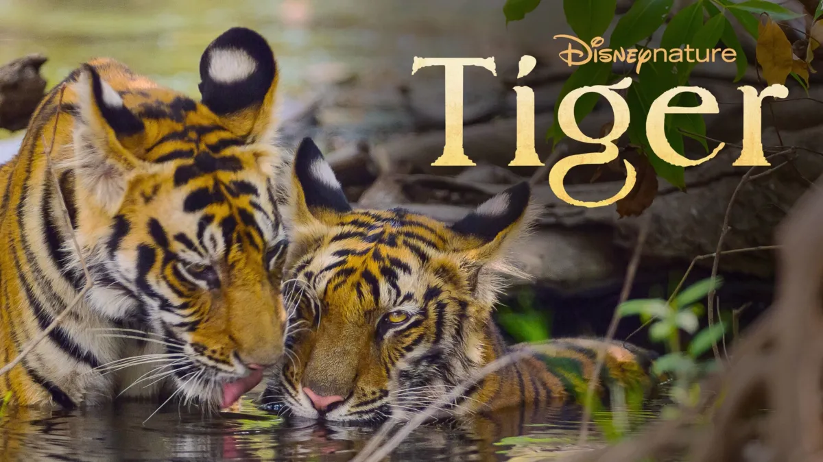Se Tiger | Disney+