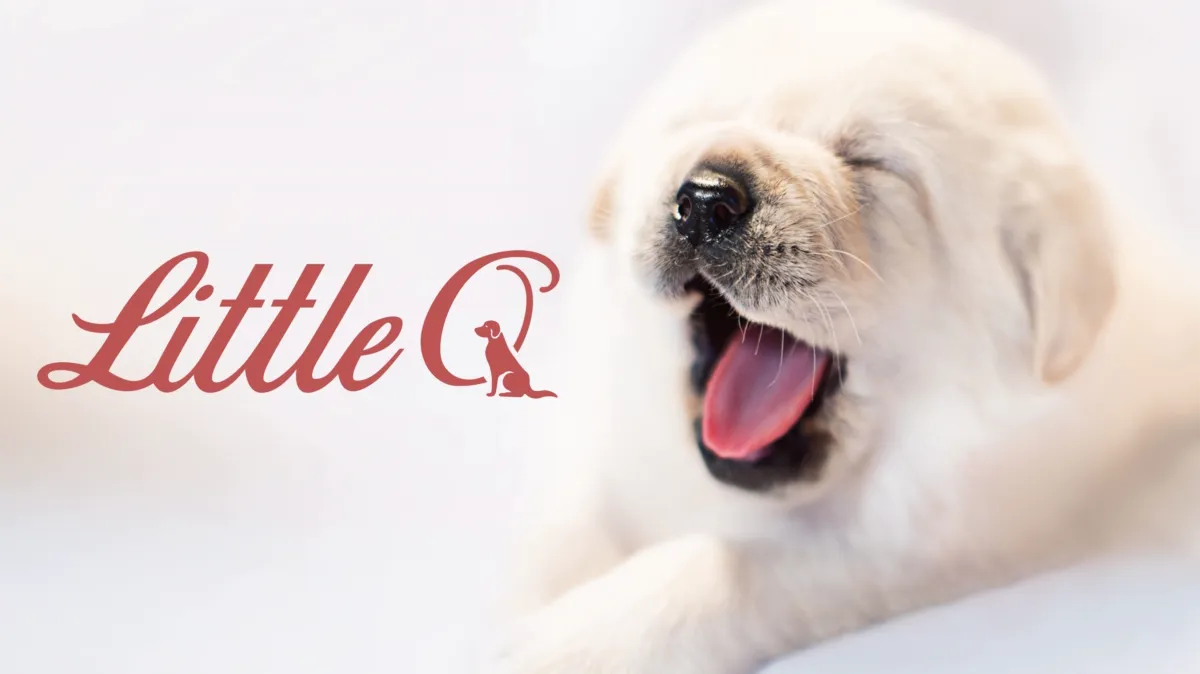 Watch Little Q | Disney+