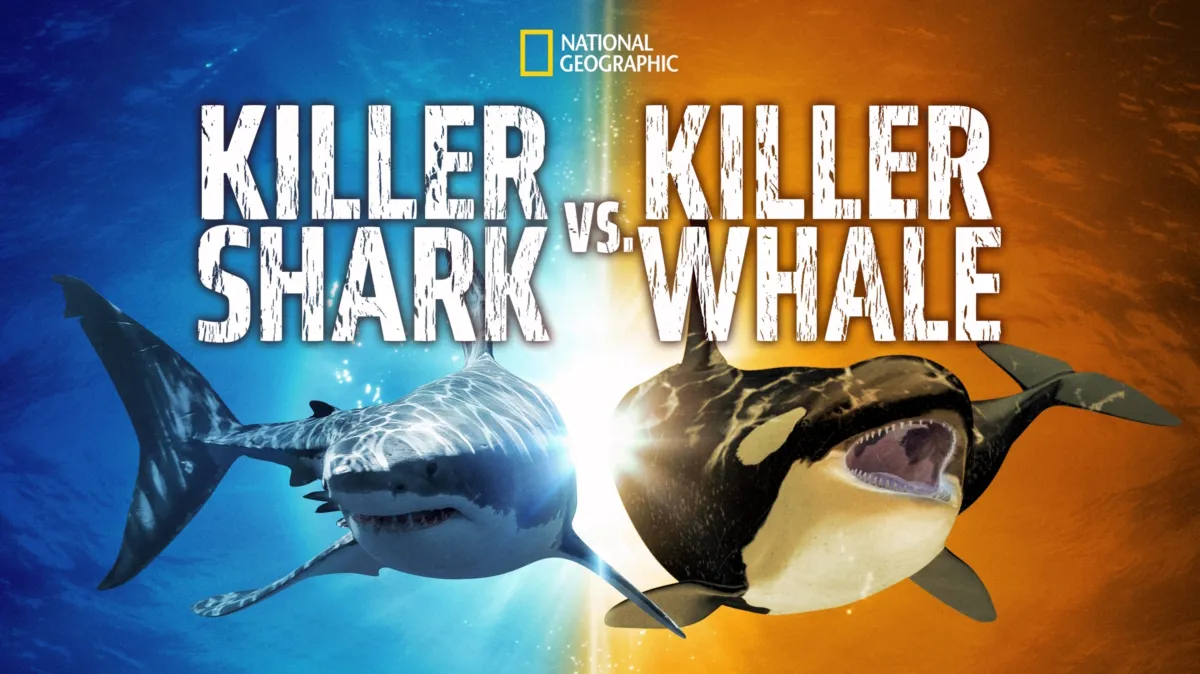 Watch Killer Shark vs Killer Whale | What to Watch | Disney+ Canada