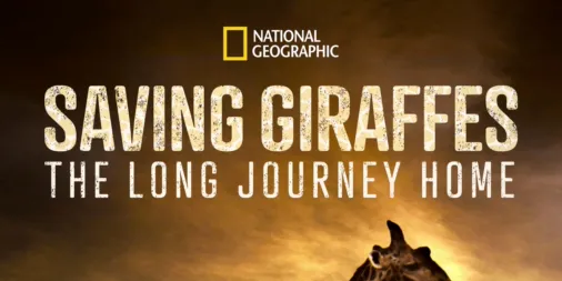 Watch Saving Giraffes: The Long Journey Home | Full episodes | Disney+