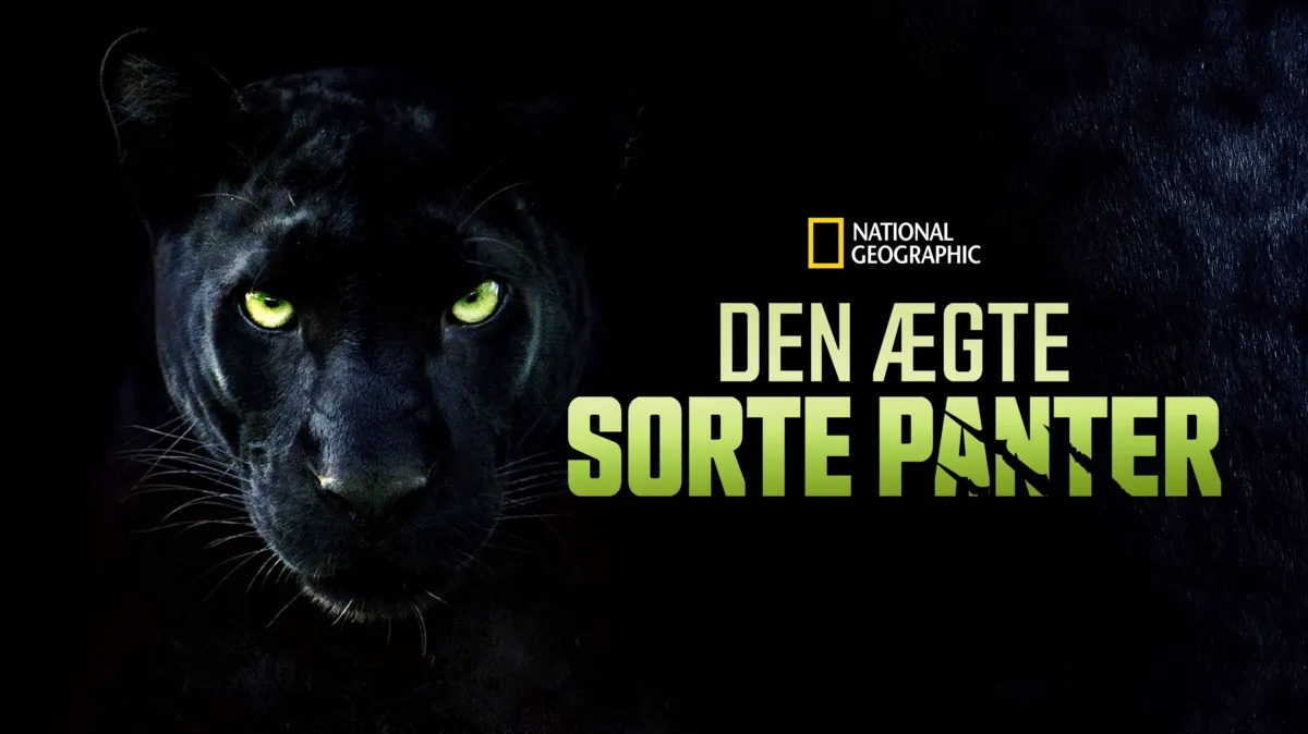 Se Den ægte sorte panter | Disney+