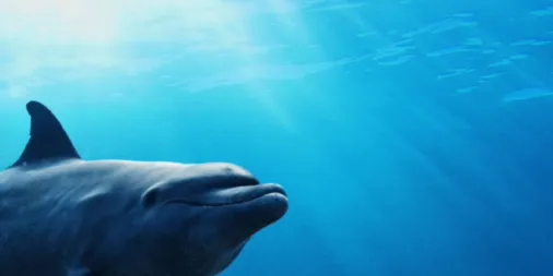 Regarder David Attenborough : L'Appel de l'Océan | Disney+