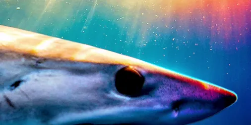 Watch Shark Superpower | Full episodes | Disney+