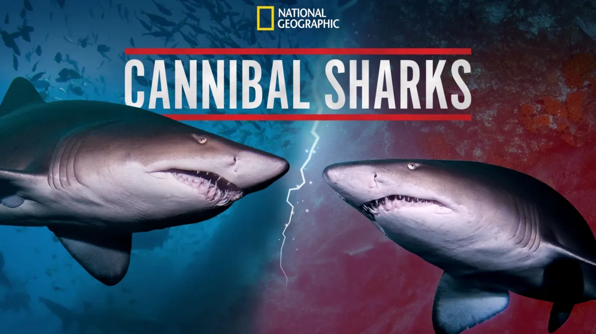 Watch Cannibal Sharks | Full episodes | Disney+