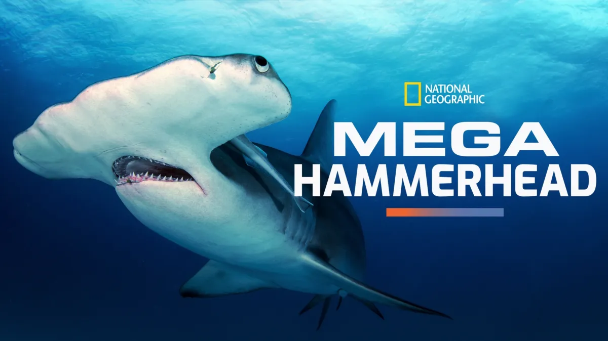 Watch Mega Hammerhead | Full episodes | Disney+
