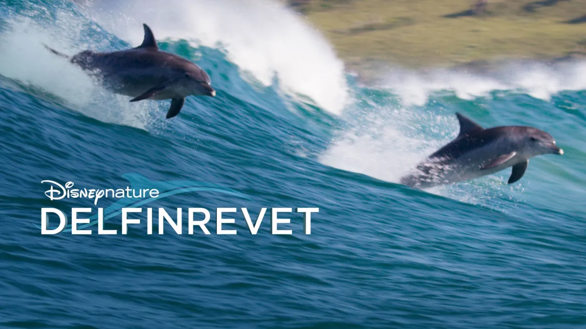 Se Disneynature: Delfinrevet | Disney+