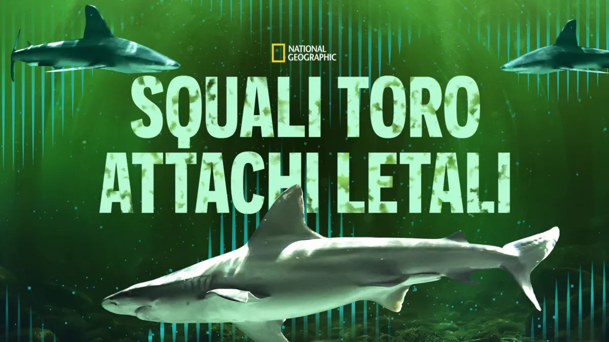 Guarda Squali toro: attachi letali | Disney+