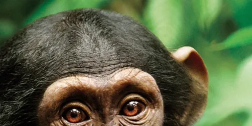 Watch Chimpanzee | Full episodes | Disney+