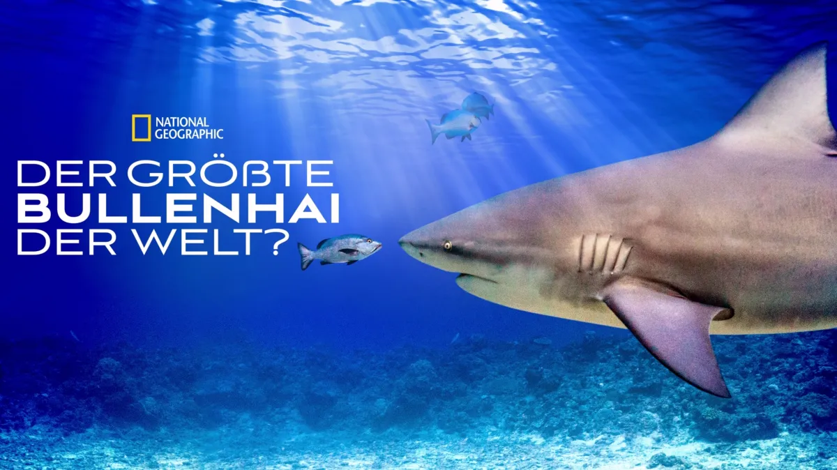 Ganze Folgen von Der größte Bullenhai der Welt? ansehen | Disney+