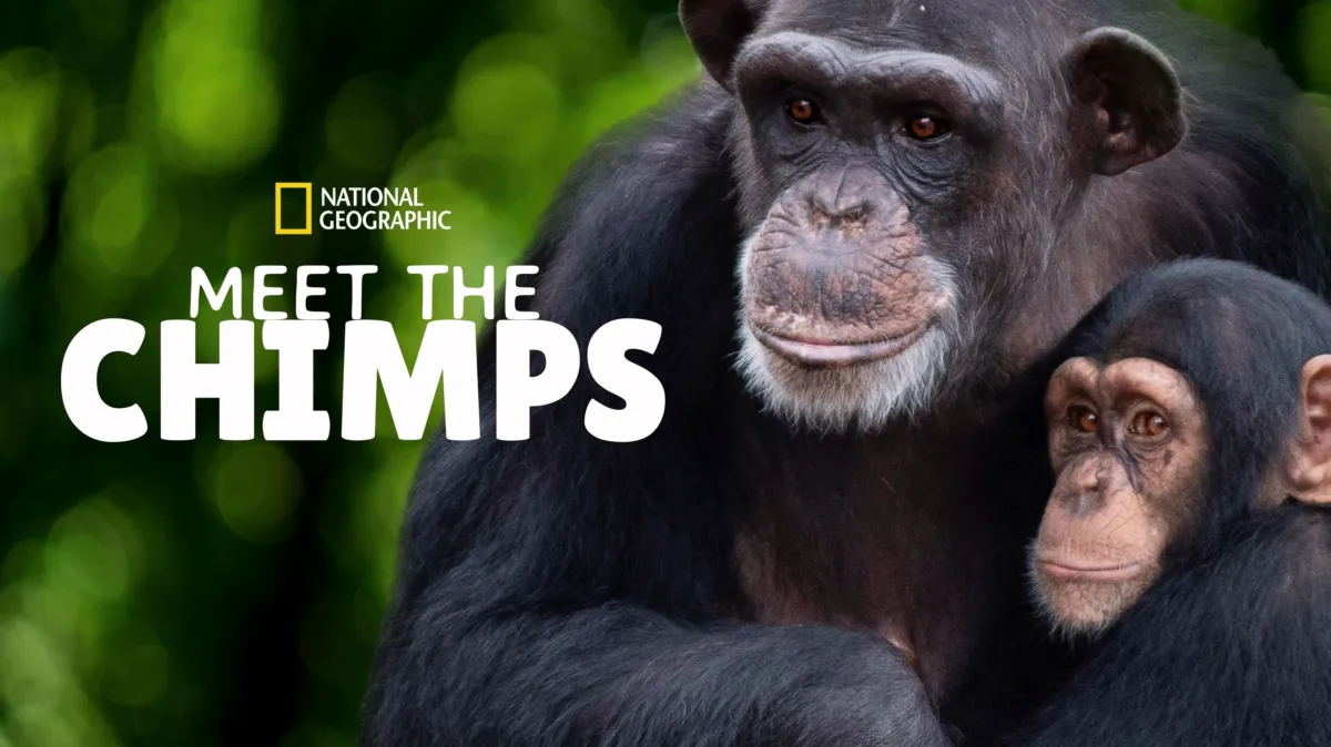 Watch Meet The Chimps | Full episodes | Disney+