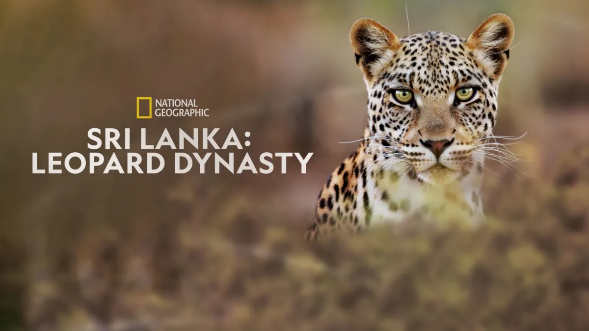 Katso Sri Lanka: Leopard Dynasty | Disney+