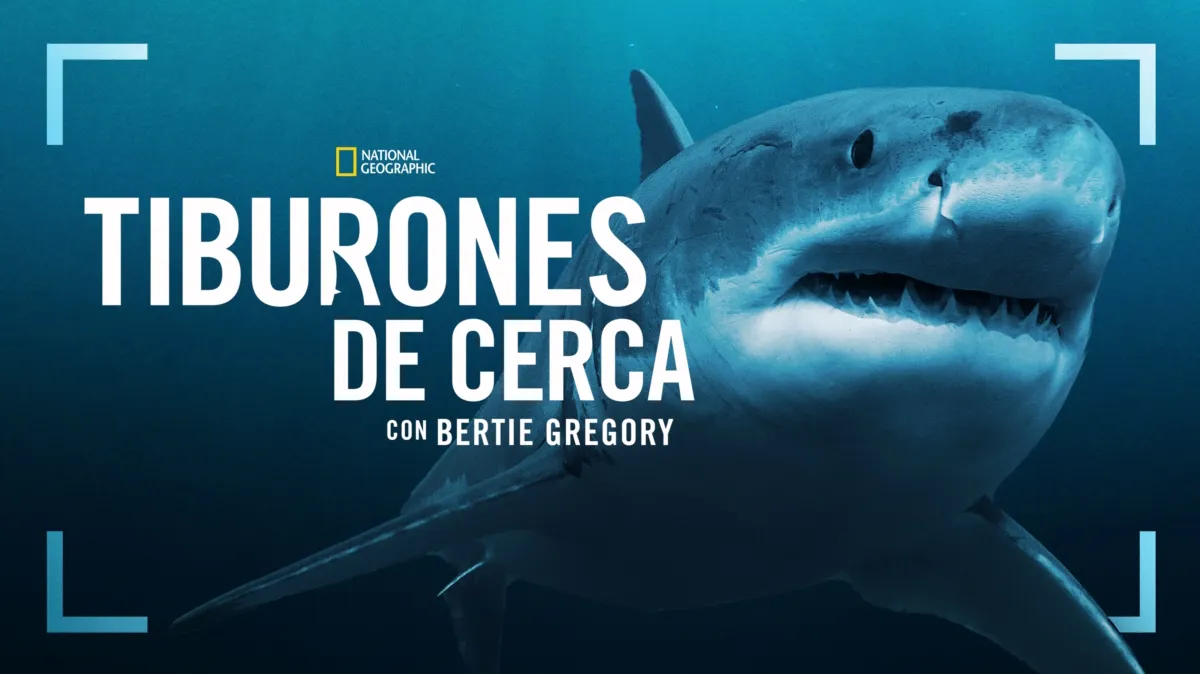 Ver Tiburones de cerca con Bertie Gregory | Disney+