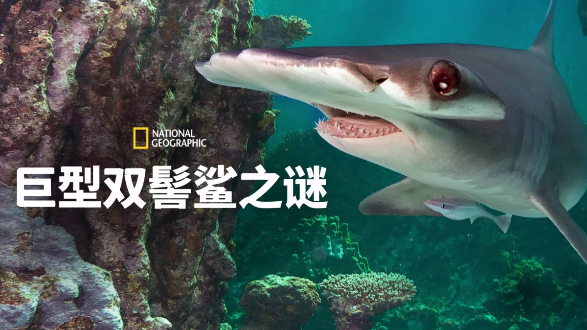 观看World's Biggest Hammerhead? | Disney+