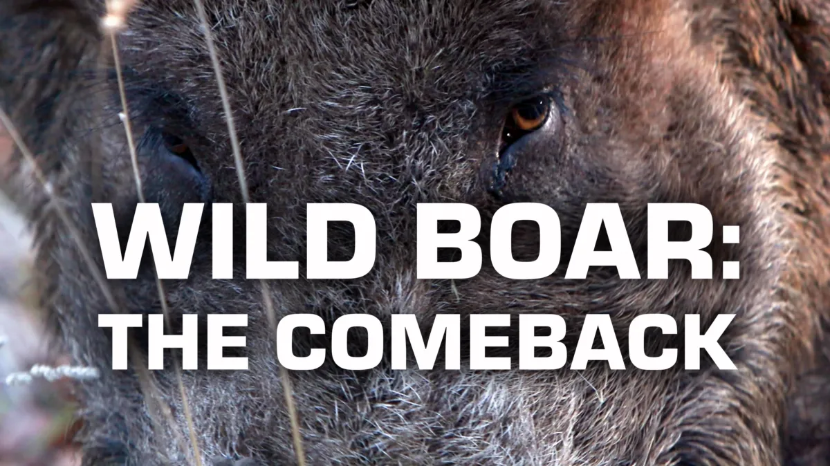 Watch Wild Boar: The Comeback | Disney+
