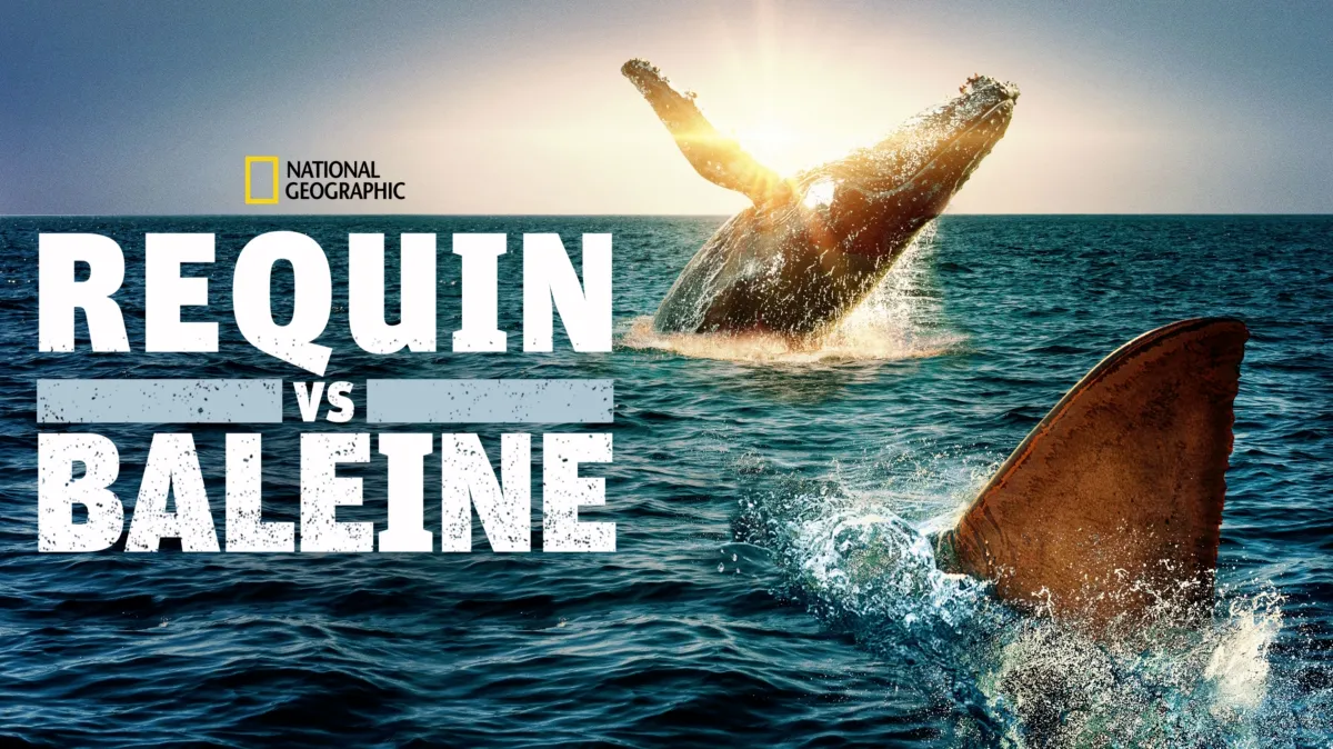 Regarder Requin vs Baleine | Disney+