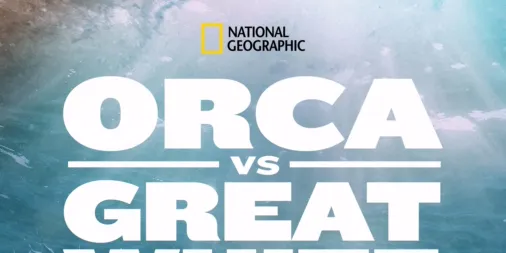 Watch Orca vs. Great White | Full episodes | Disney+