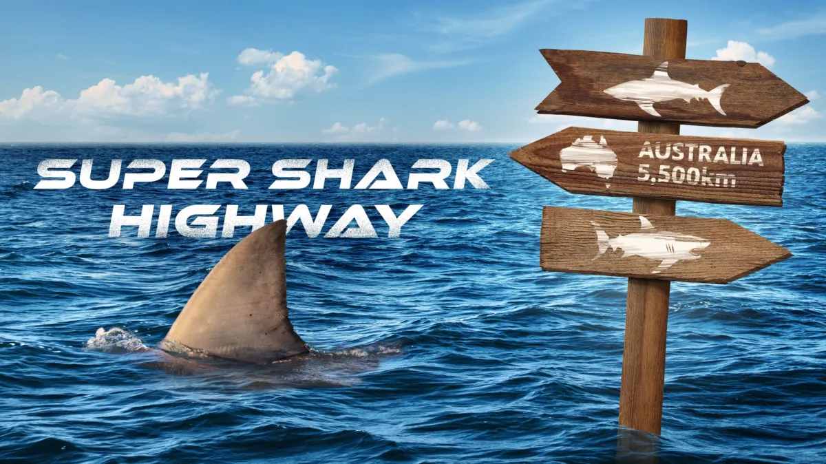 Super Shark Highway | Watch Full Episodes | Disney+