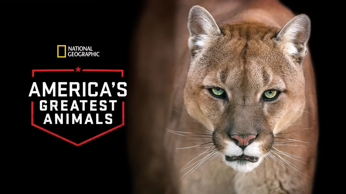 Watch America's Greatest Animals | Disney+
