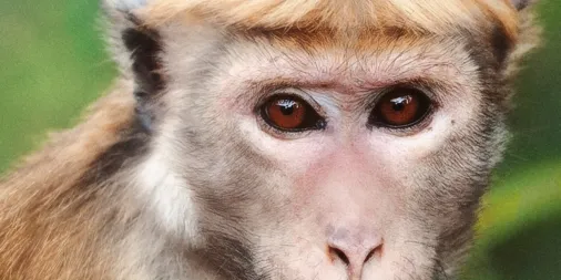 Monkey Kingdom | Watch on Disney+