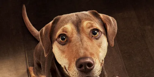 Watch A Dog's Way Home | Disney+