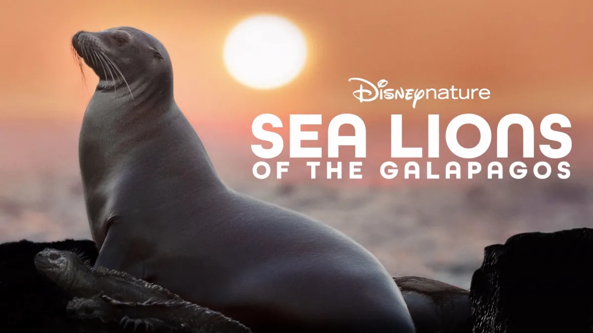 Watch Sea Lions of the Galapagos | Disney+