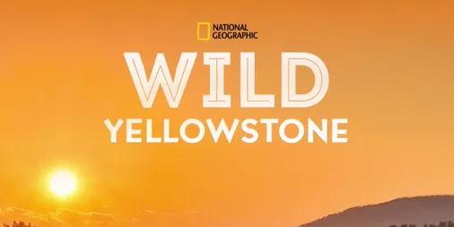 Watch Wild Yellowstone | Full Episodes | Disney+