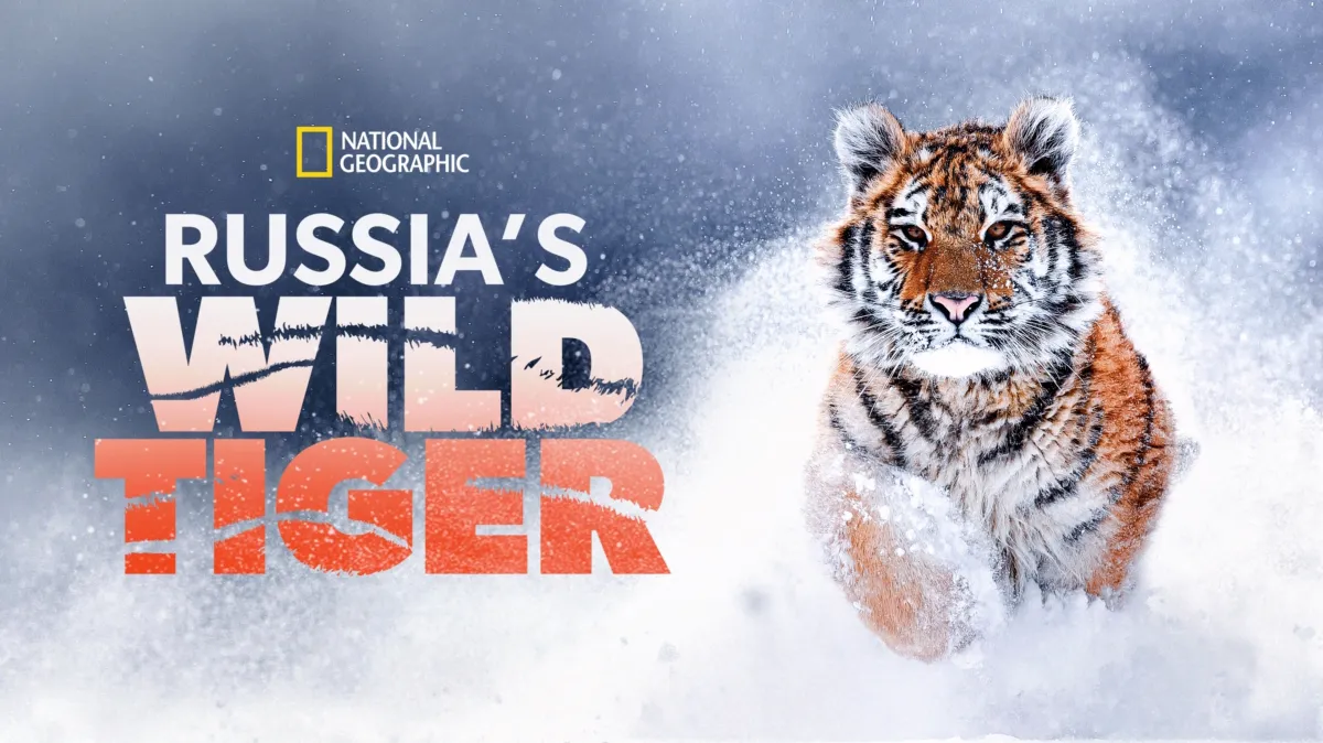 Russia's Wild Tiger | Watch on Disney+