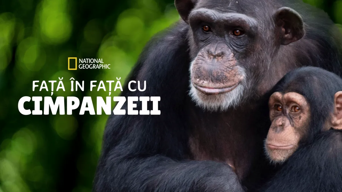 Vizionează Față în față cu cimpanzeii | Disney+