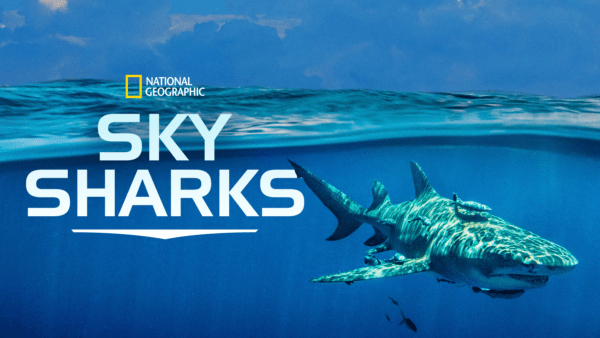 National Geographic Sharks Movies and Shows | Disney+