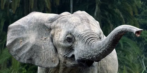 Watch Secrets of the Elephants | Full Episodes | Disney+ Australia